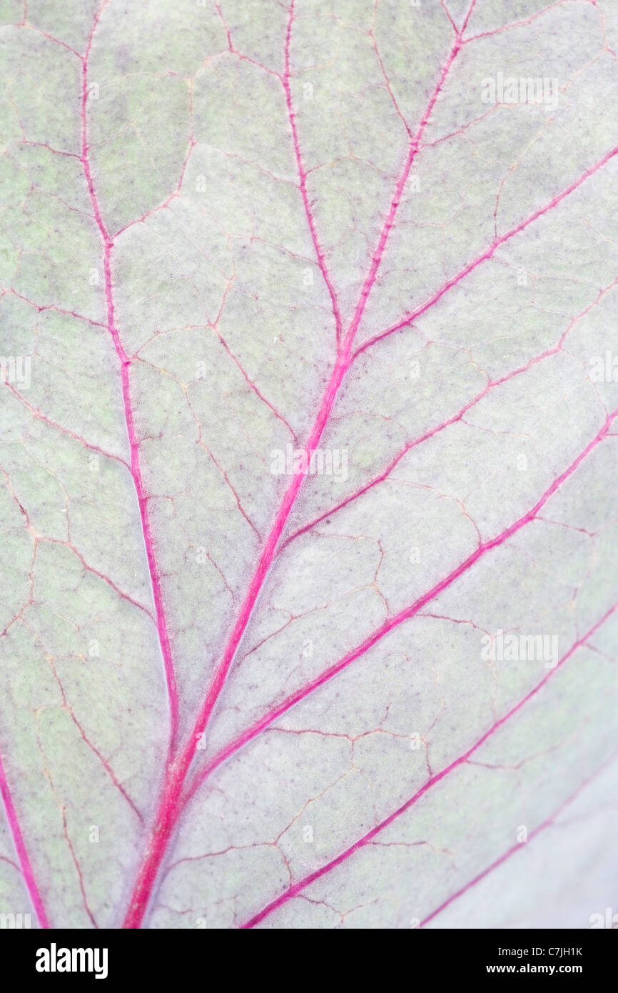 RED CABBAGE LEAF BRASSICA OLERACEA Stock Photo - Alamy