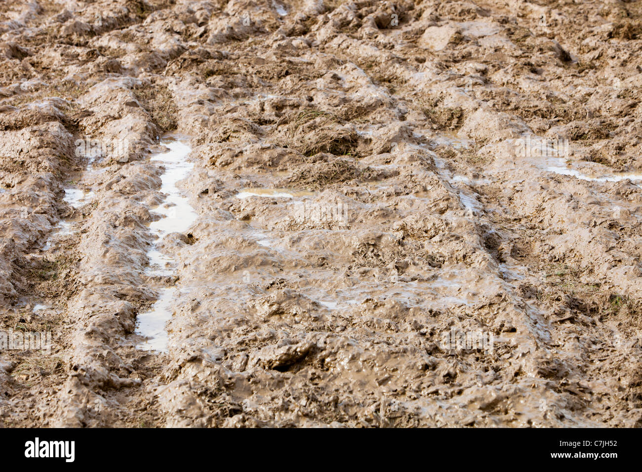 A field churned up into Mud at the World Sheep Dog Trials at Lowther ...