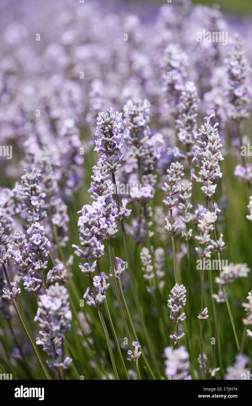 English Lavender Lavandula Angustifolia at Victoria Jenkins blog