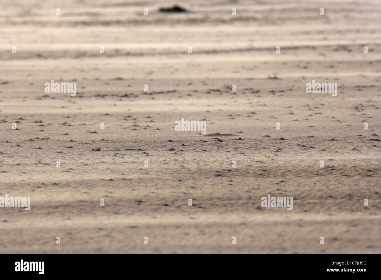wind blowing sand over castlerock beach county derry londonderry ...
