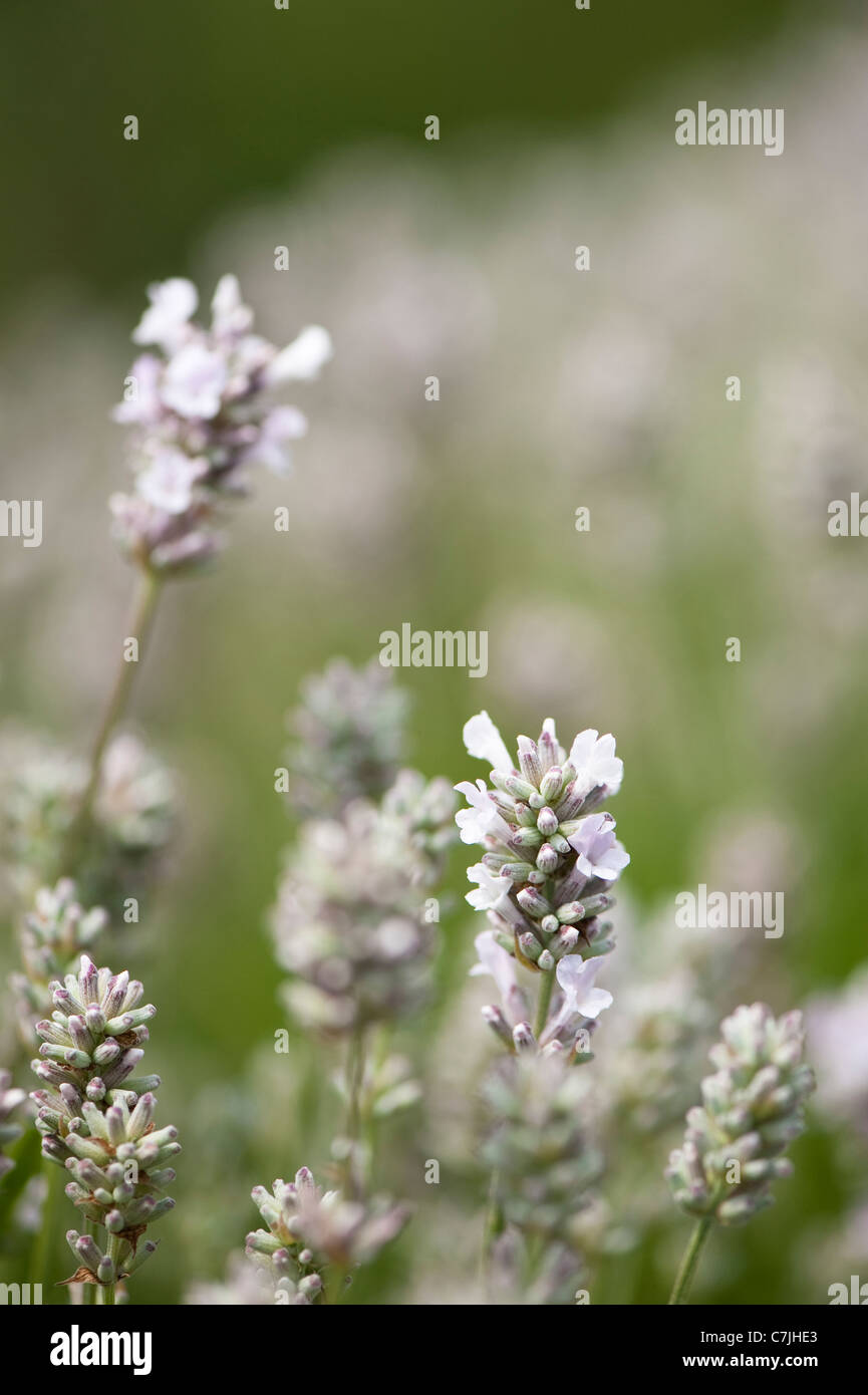 English Lavender, Lavandula angustifolia ‘Lady Anne’ Stock Photo - Alamy