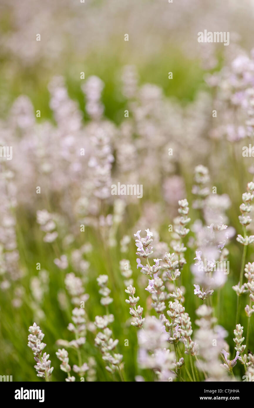 Pale lavender pink flowers hi-res stock photography and images - Alamy