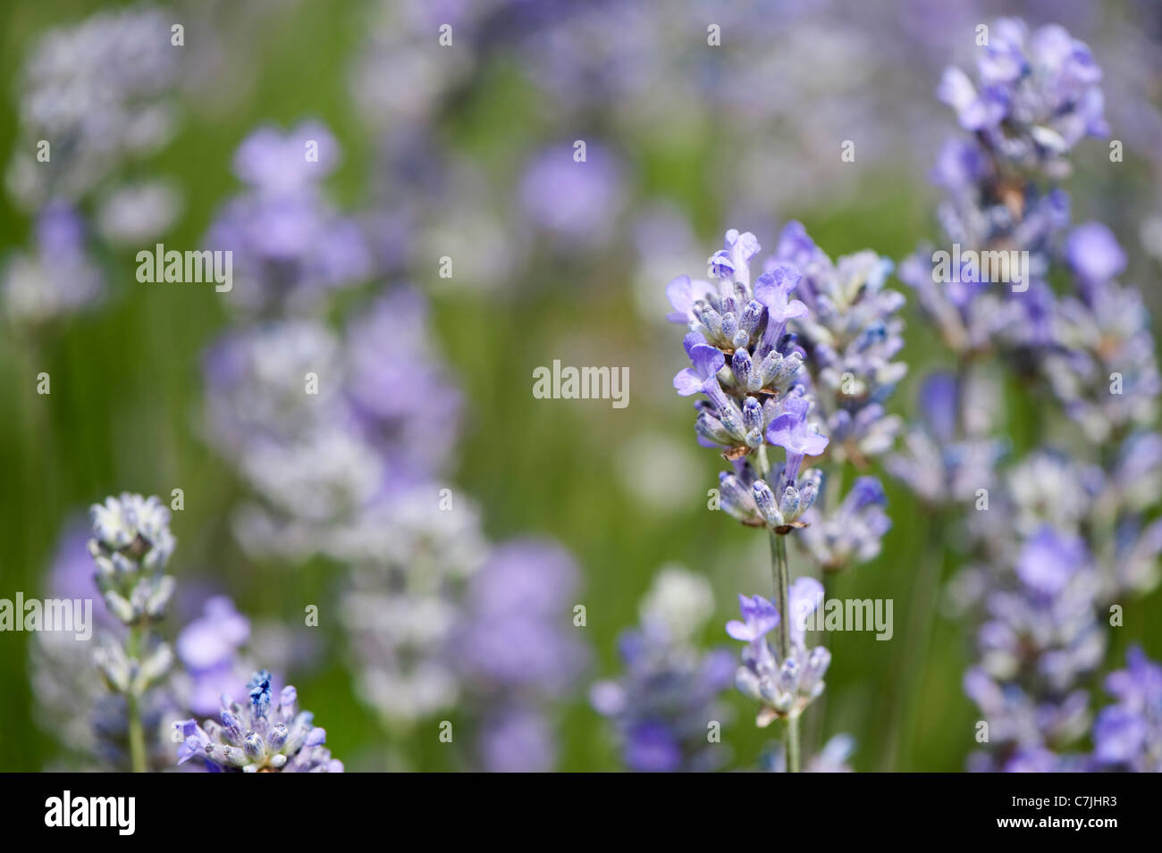 Lavender and forest hi-res stock photography and images - Alamy