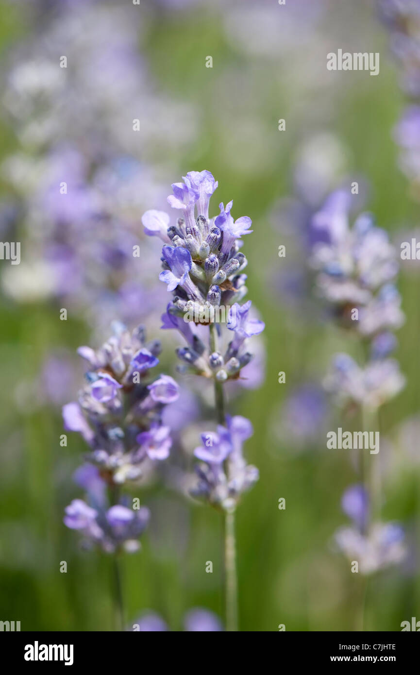 Lavender and forest hi-res stock photography and images - Alamy
