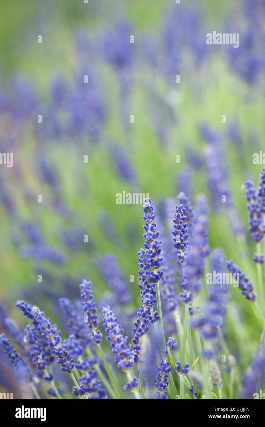 English lavender lavandula angustifolia hi-res stock photography and ...