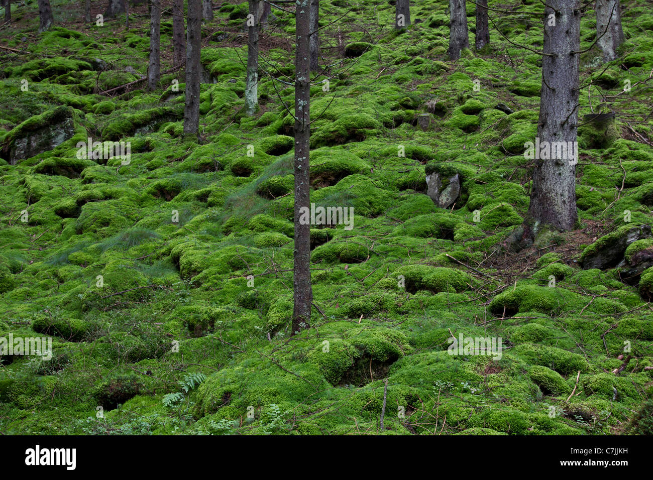 Holz moos hi-res stock photography and images - Alamy