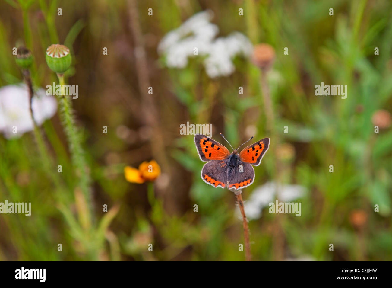 Butterfly in meadow Stock Photo - Alamy