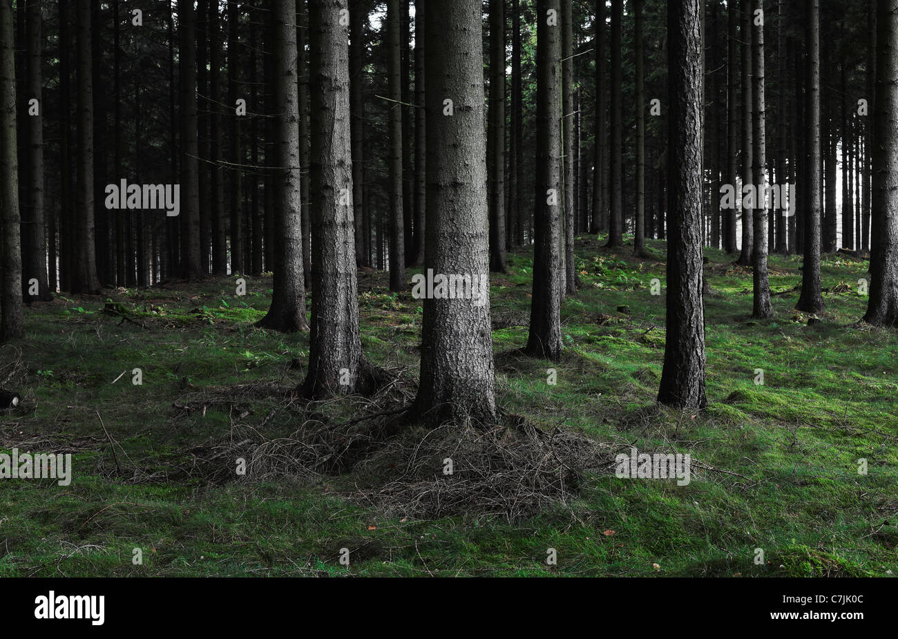 Bare trees in forest Stock Photo - Alamy
