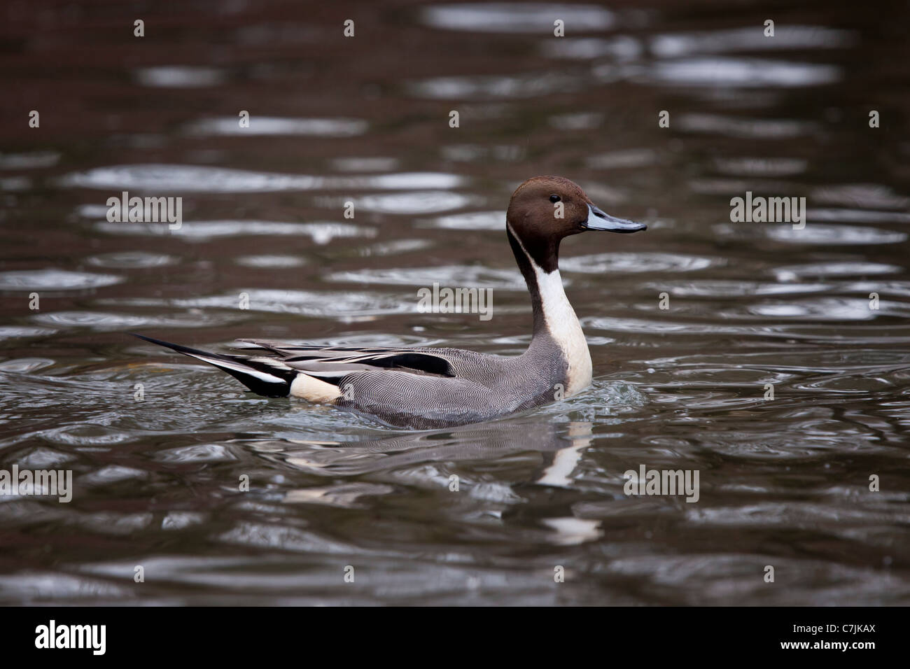 Female spies hi-res stock photography and images - Alamy