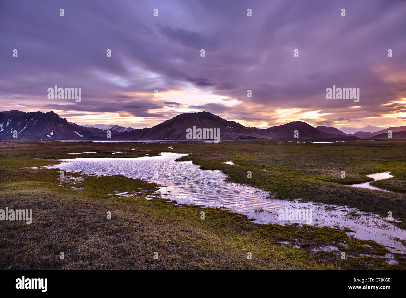 Marshy field in rural landscape Stock Photo - Alamy