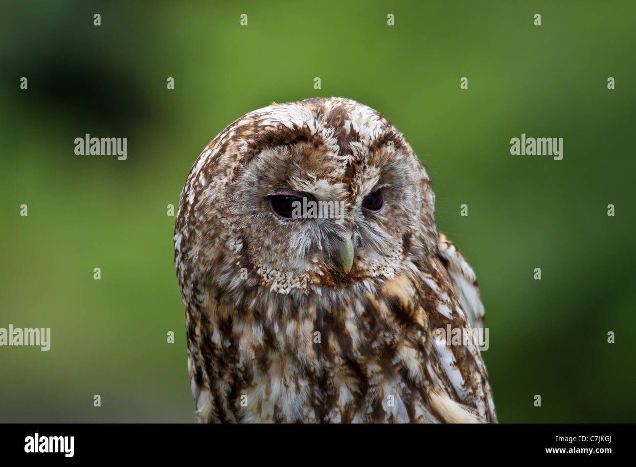 Waldkauz portrait hi-res stock photography and images - Alamy