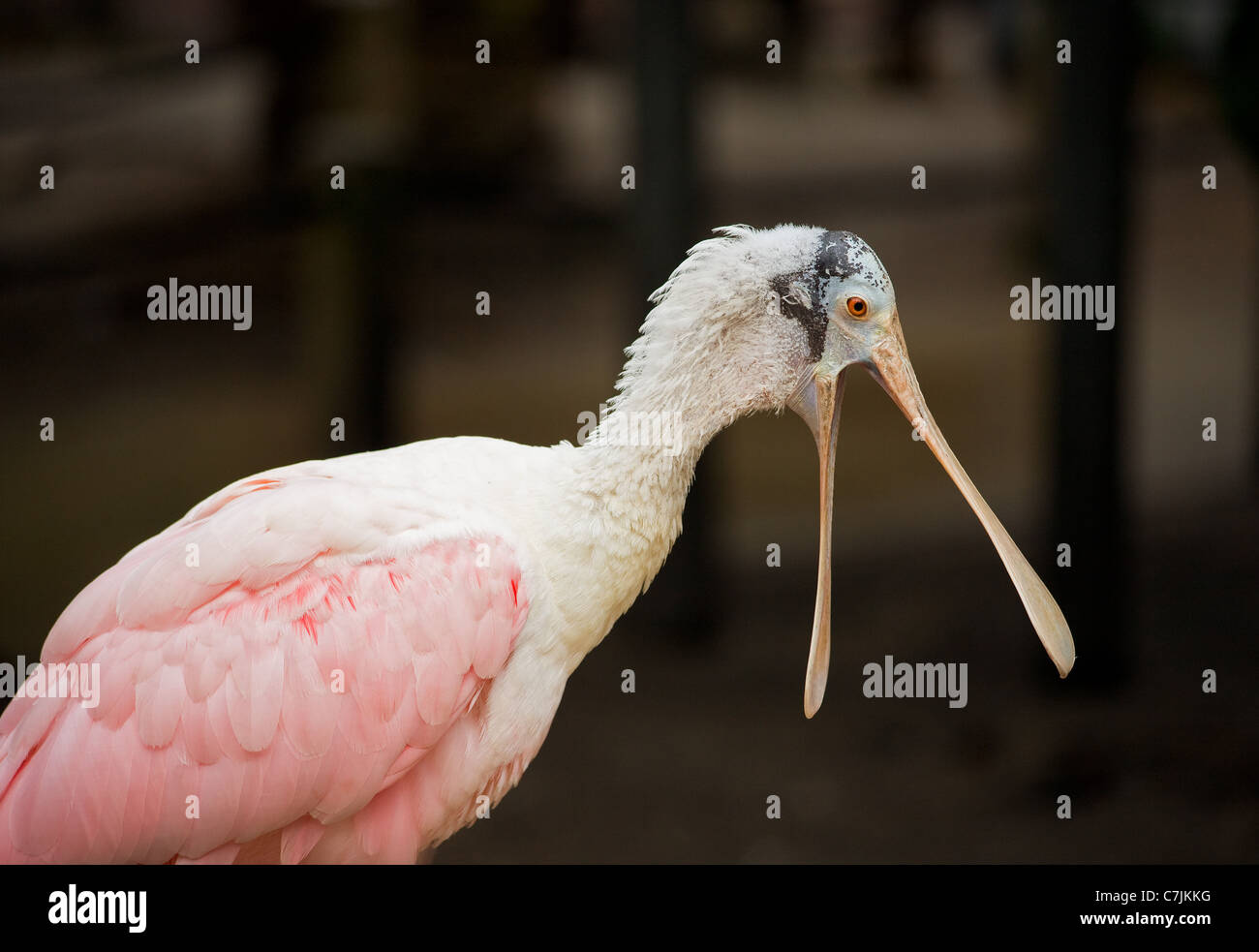 Spoonbill beak open hi-res stock photography and images - Alamy
