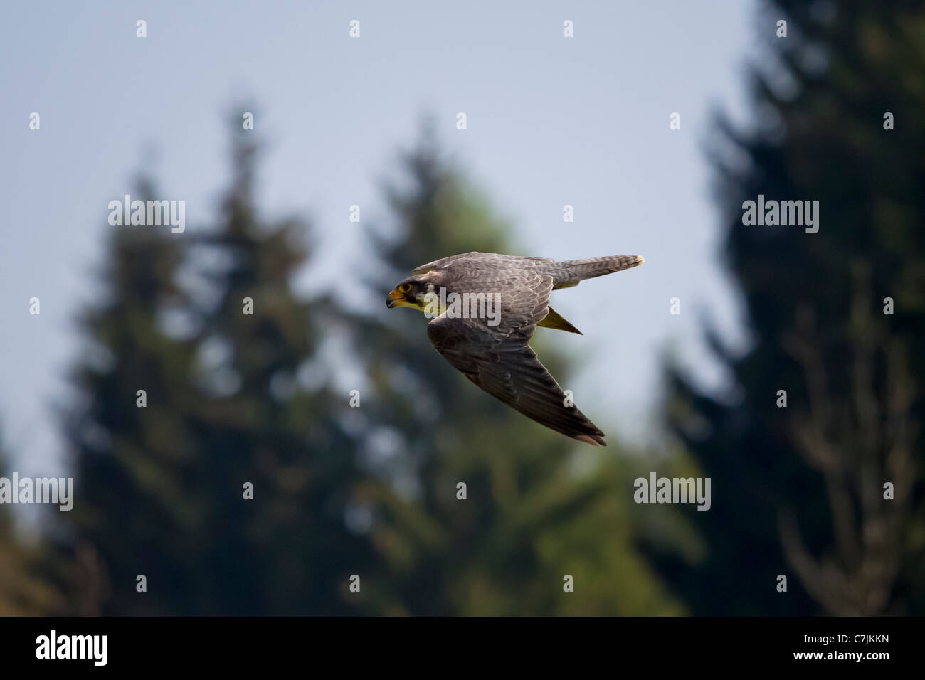 Wanderfalke hi-res stock photography and images - Alamy