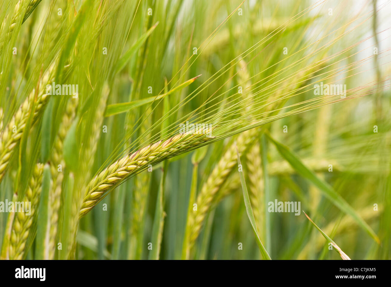 Tipple hi-res stock photography and images - Alamy