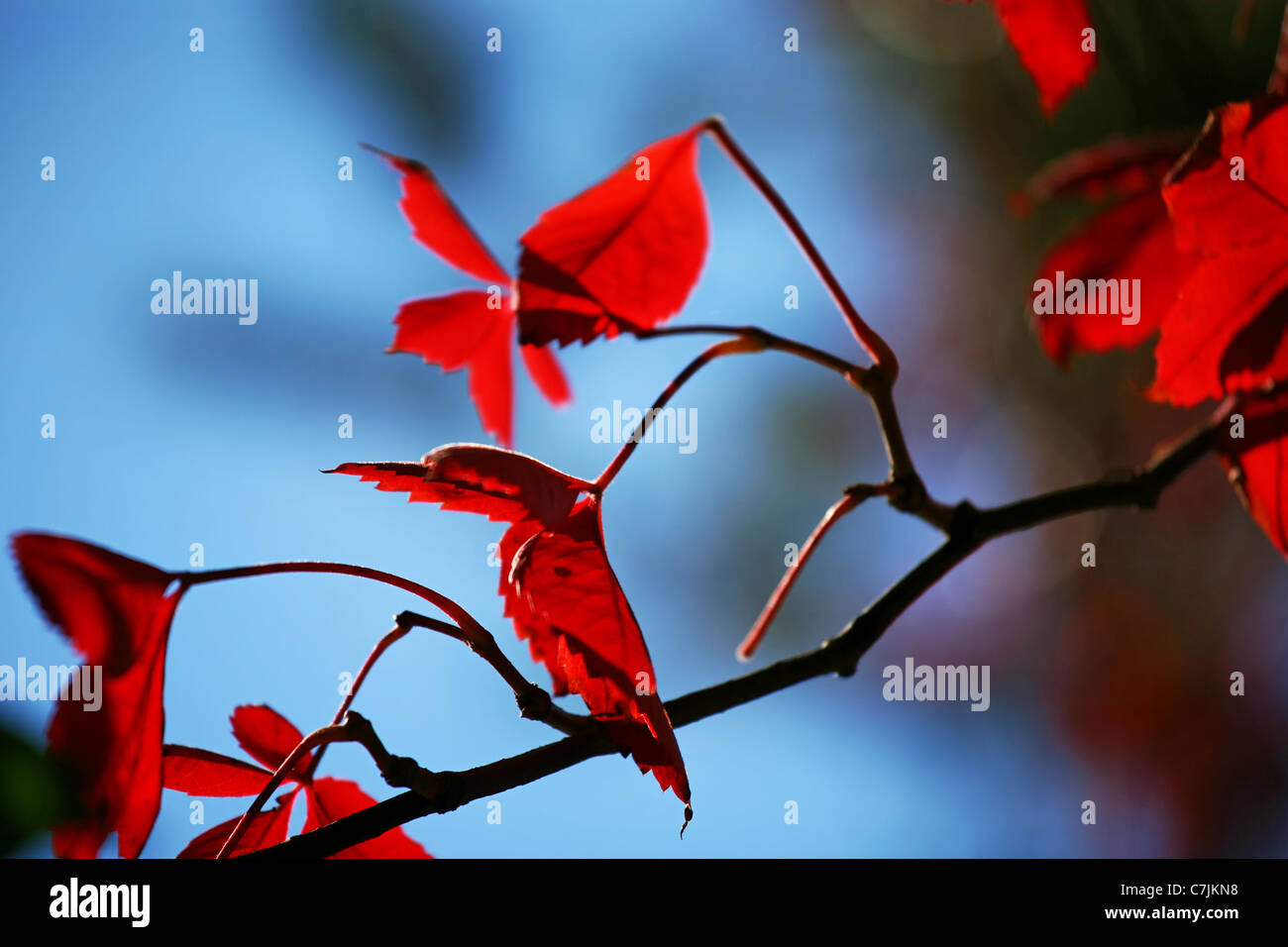 Ivy plant turning red hi-res stock photography and images - Alamy