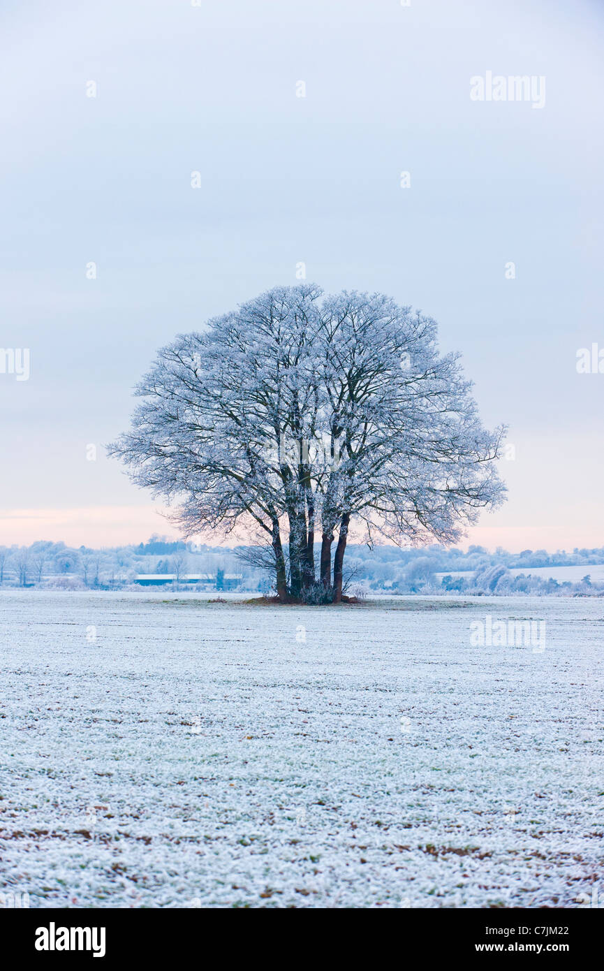 Hoar horizontal hi-res stock photography and images - Alamy