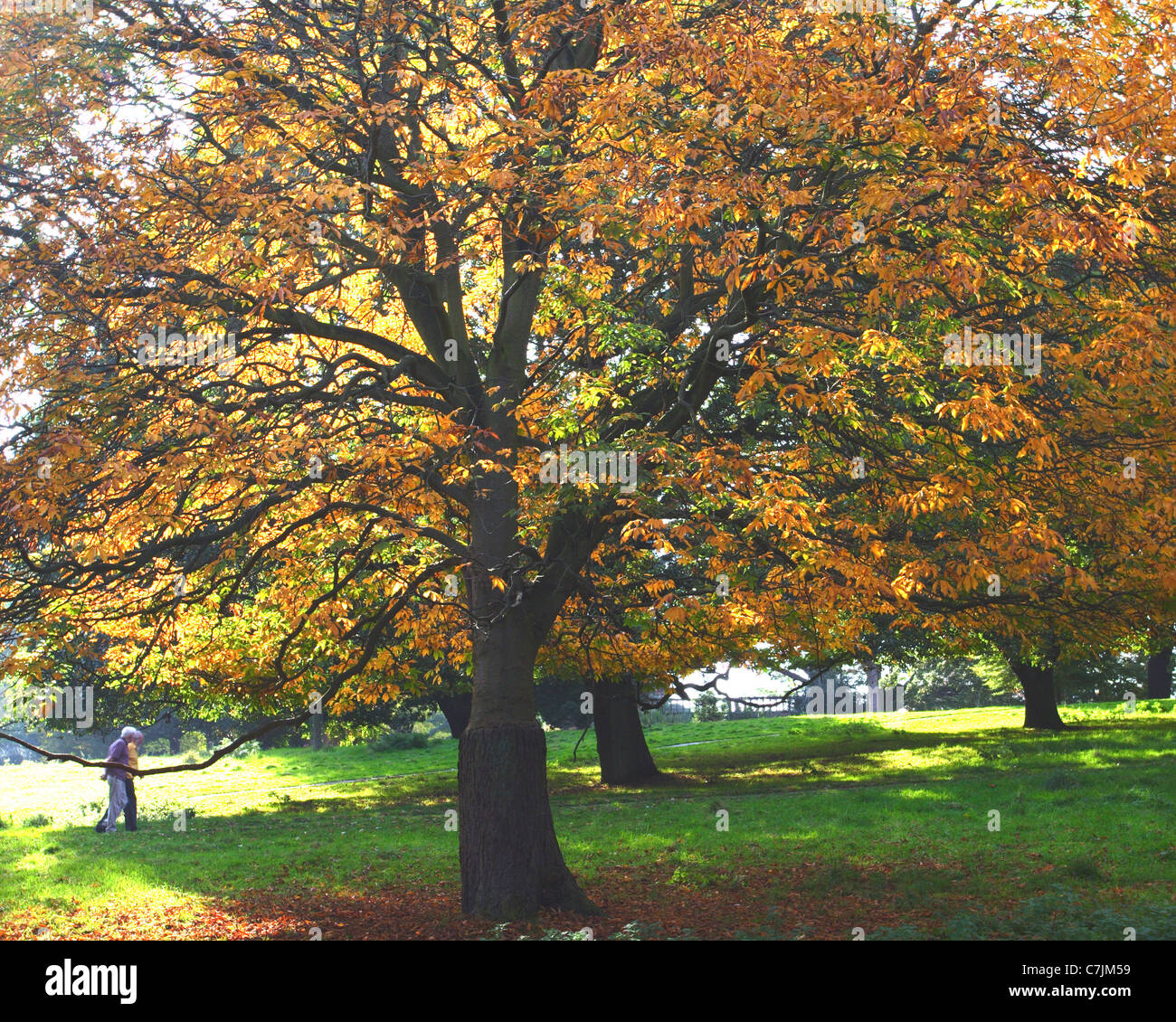 Autumn Wollaton Hall Nottingham elderly couple walking through woods ...