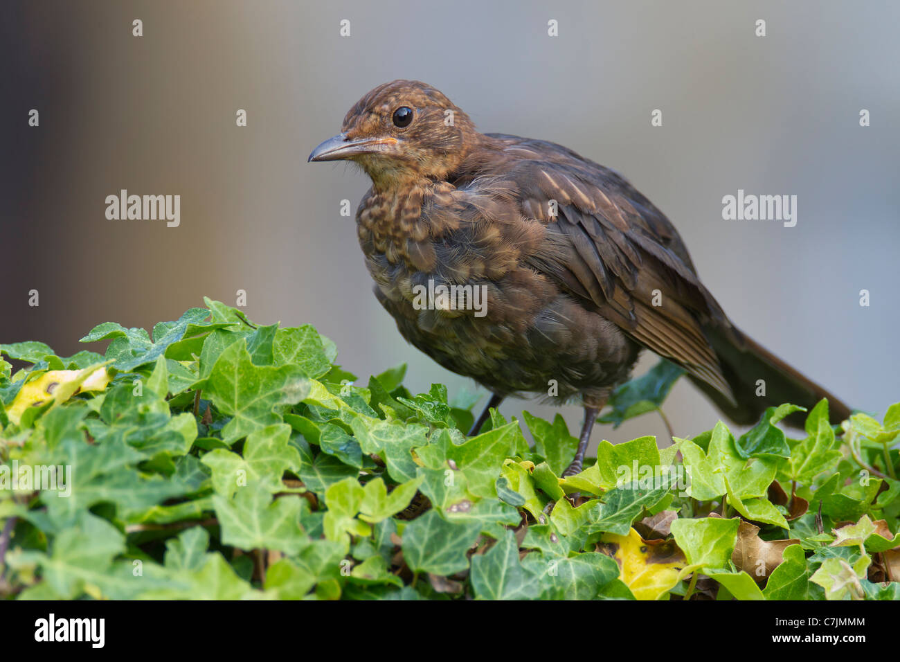 Juvenile black bird hi-res stock photography and images - Alamy