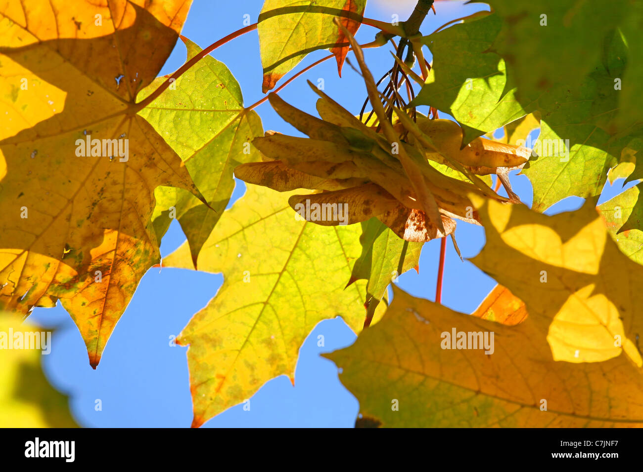 Golden lobes hi-res stock photography and images - Alamy