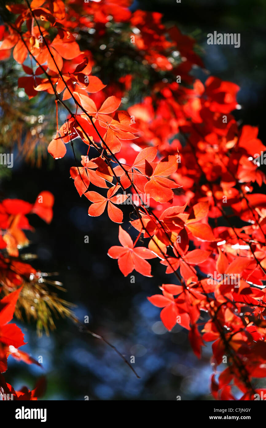 Ivy plant turning red hi-res stock photography and images - Alamy