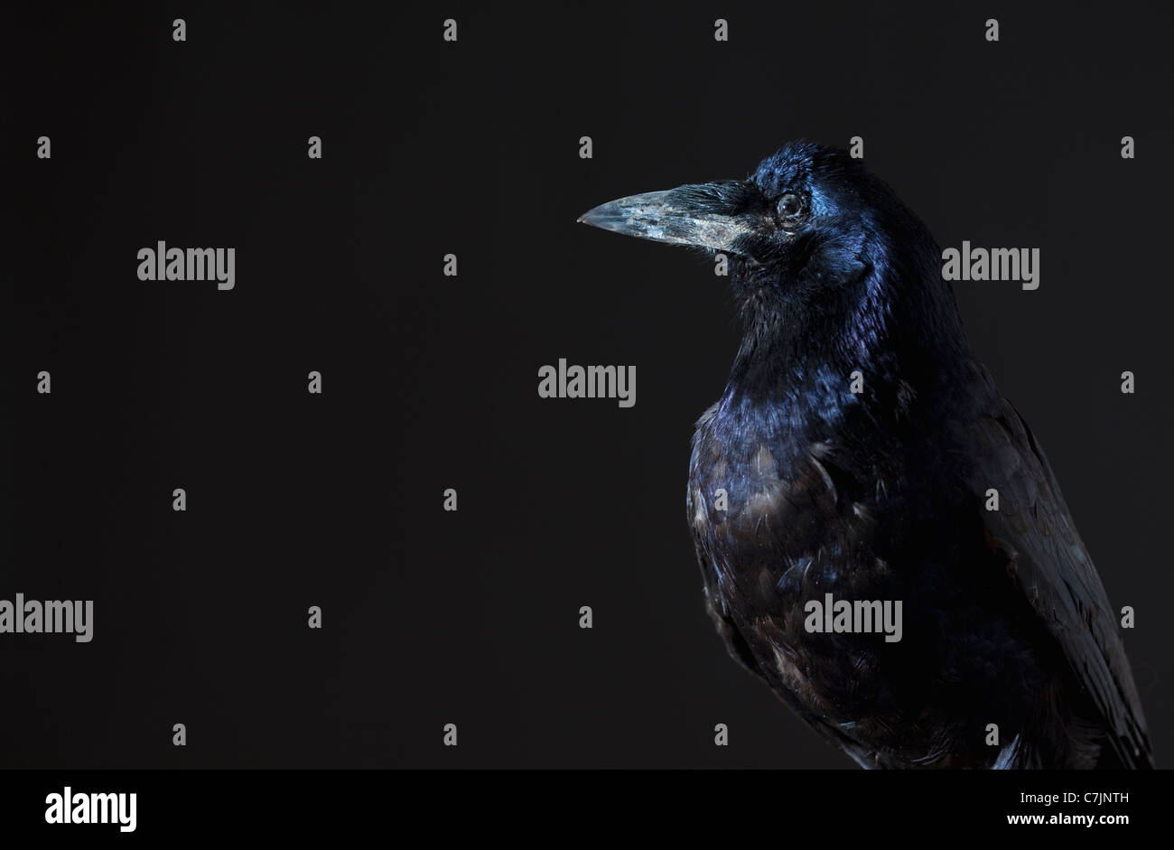 Raven hi-res stock photography and images - Alamy