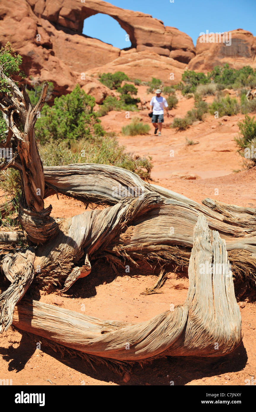 A dead juniper tree on the trail to skyline arch in Arches National ...