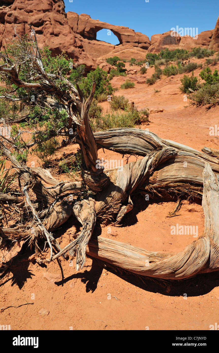 Dead juniper tree hi-res stock photography and images - Alamy