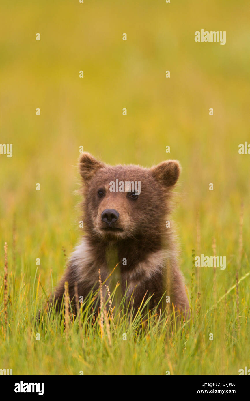 Spring cub - Brown / Grizzly Bear, Lake Clark National Park, Alaska ...