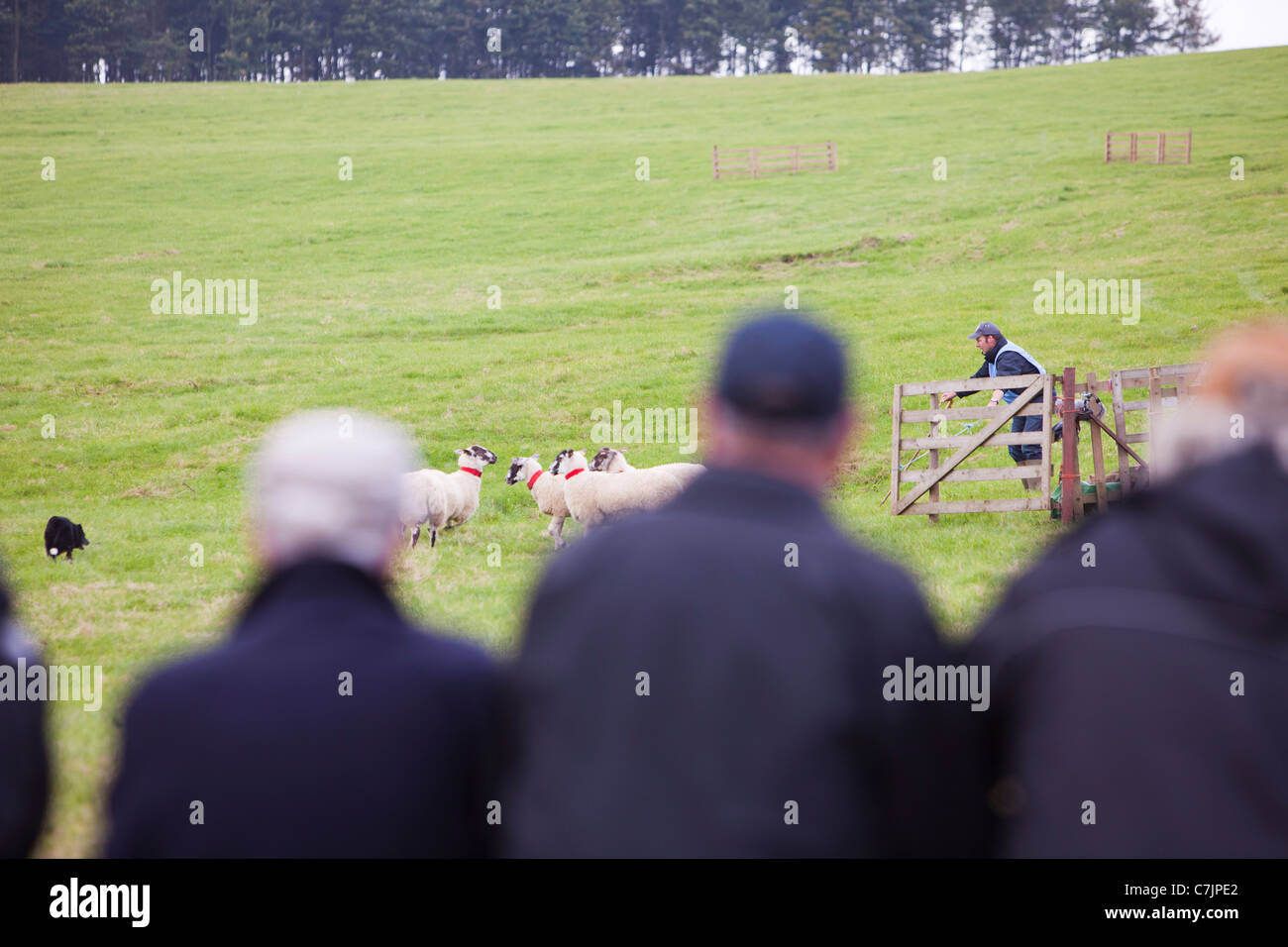 A shepherd entrant competing at the World Sheep Dog Trials at Lowther ...