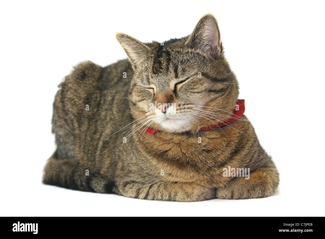Cat with head facing to the side, eyes closed, on a white background ...