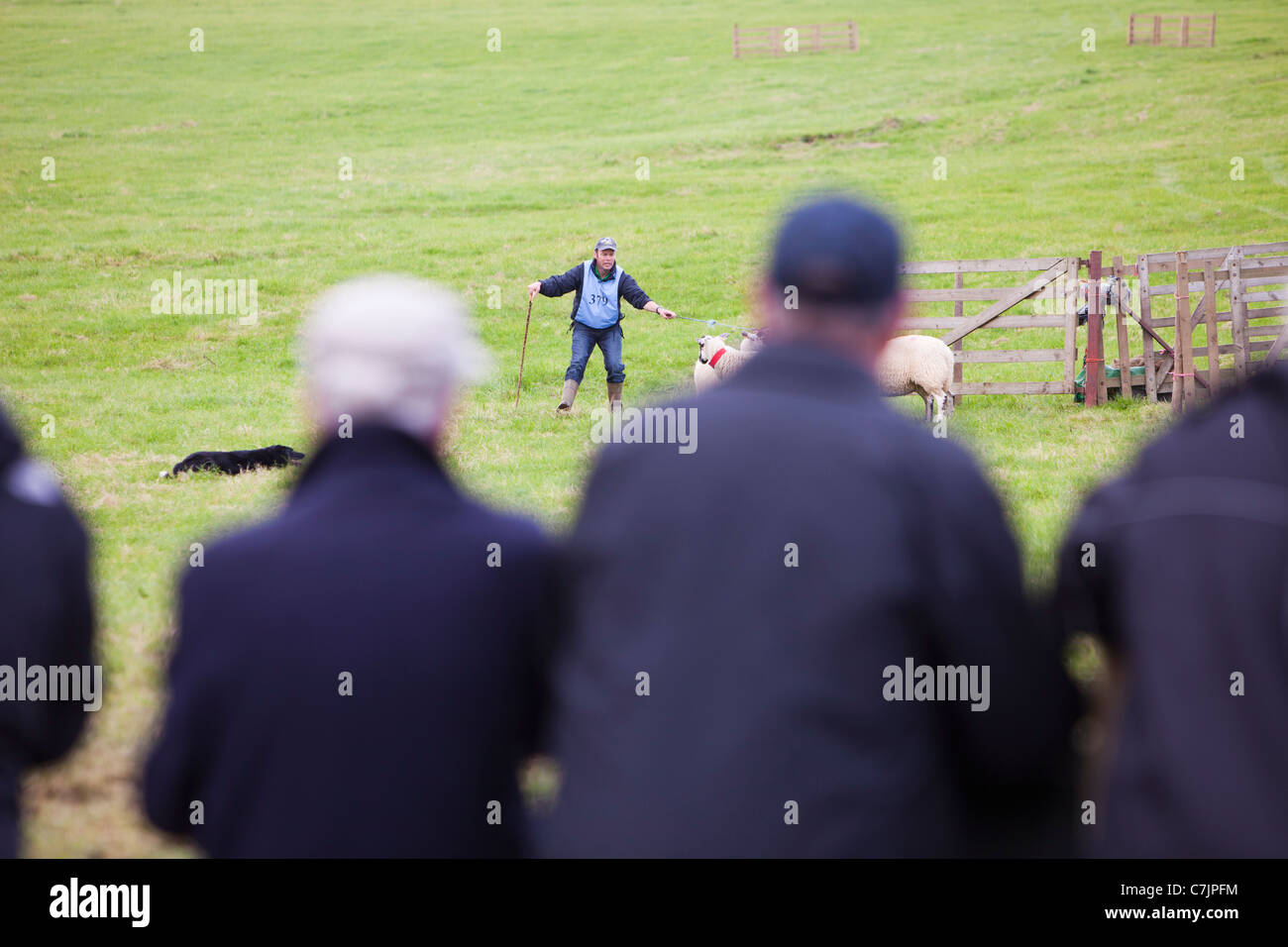 A shepherd entrant competing at the World Sheep Dog Trials at Lowther ...