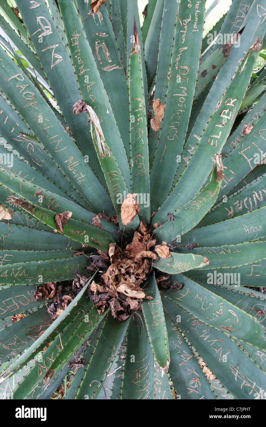 Mezcal plant hi-res stock photography and images - Alamy