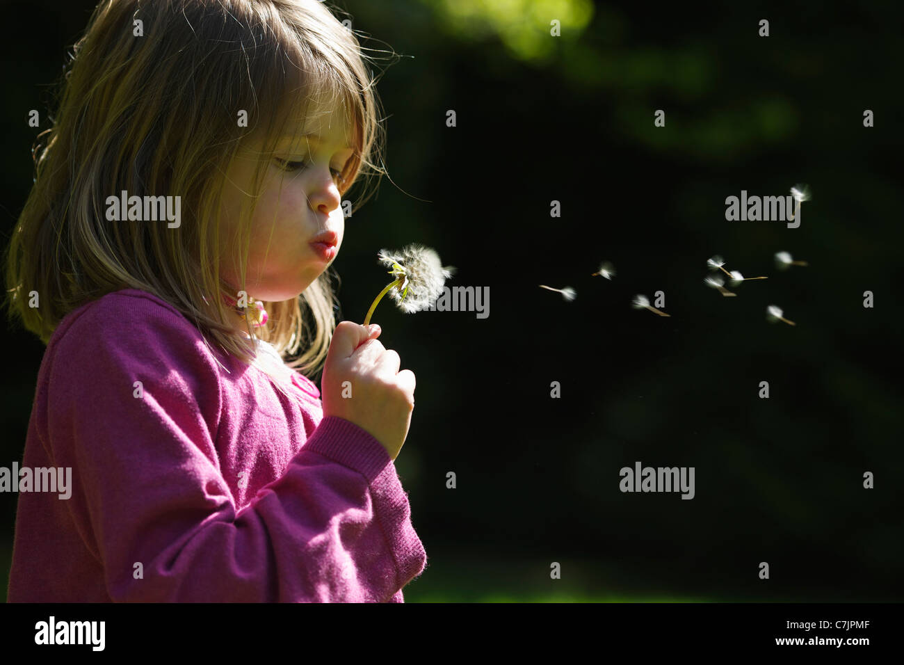 Girl blowing dandelion Stock Photo - Alamy