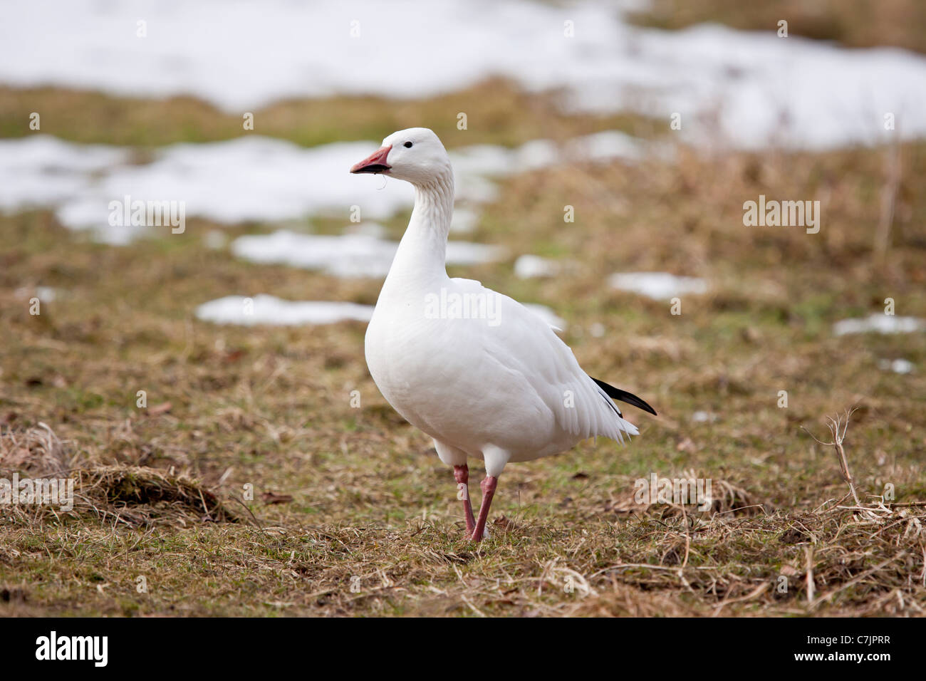 Chen goose tundra hi-res stock photography and images - Alamy