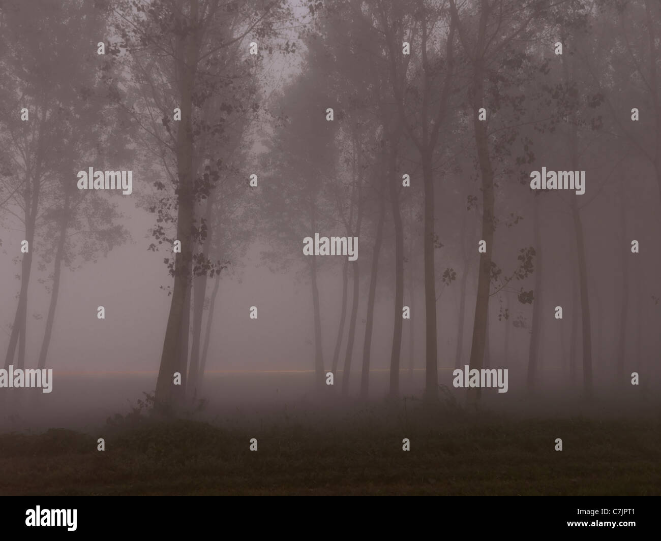 Trees in foggy forest Stock Photo - Alamy