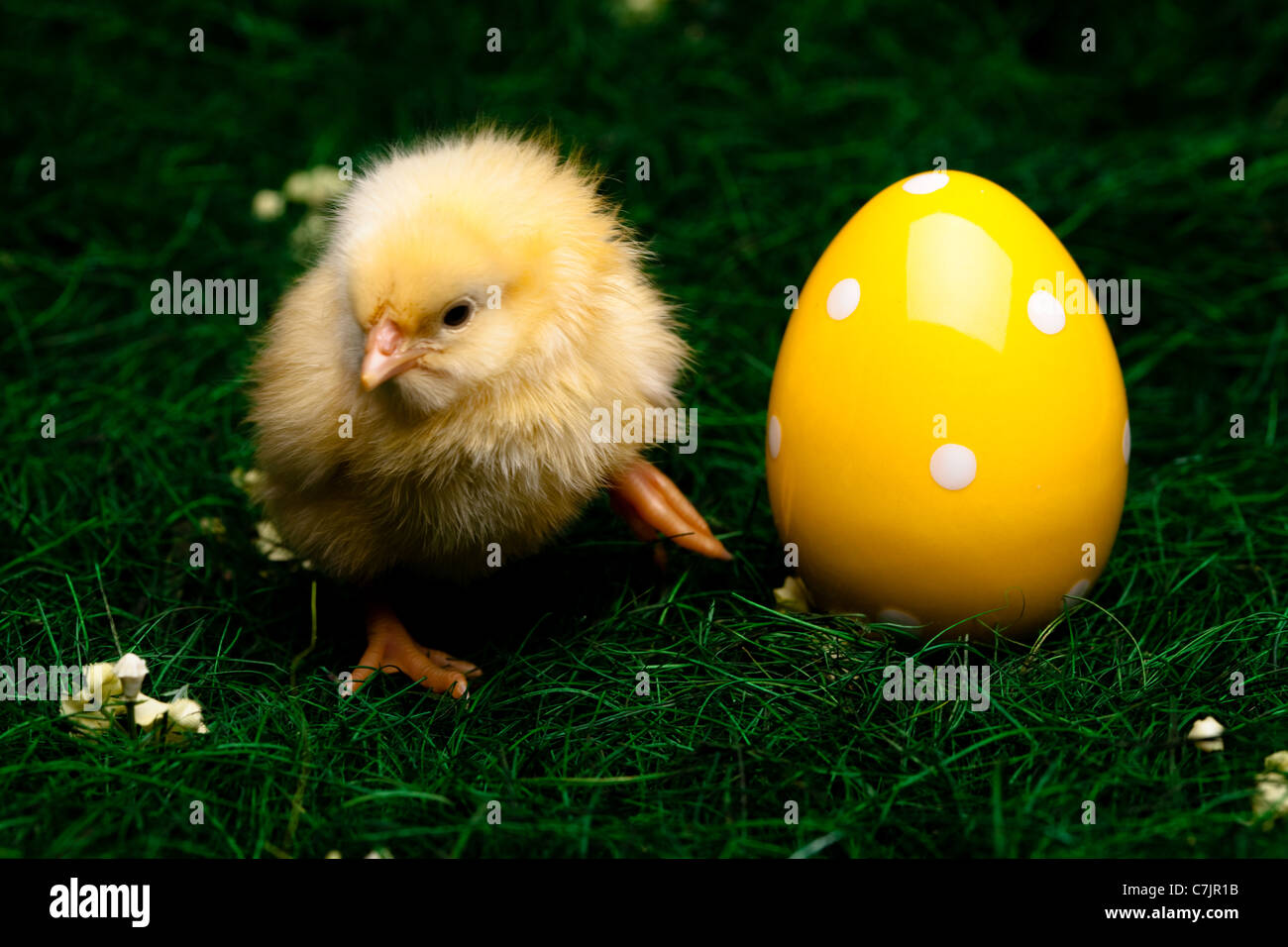 Yellow Chick over grass Stock Photo - Alamy