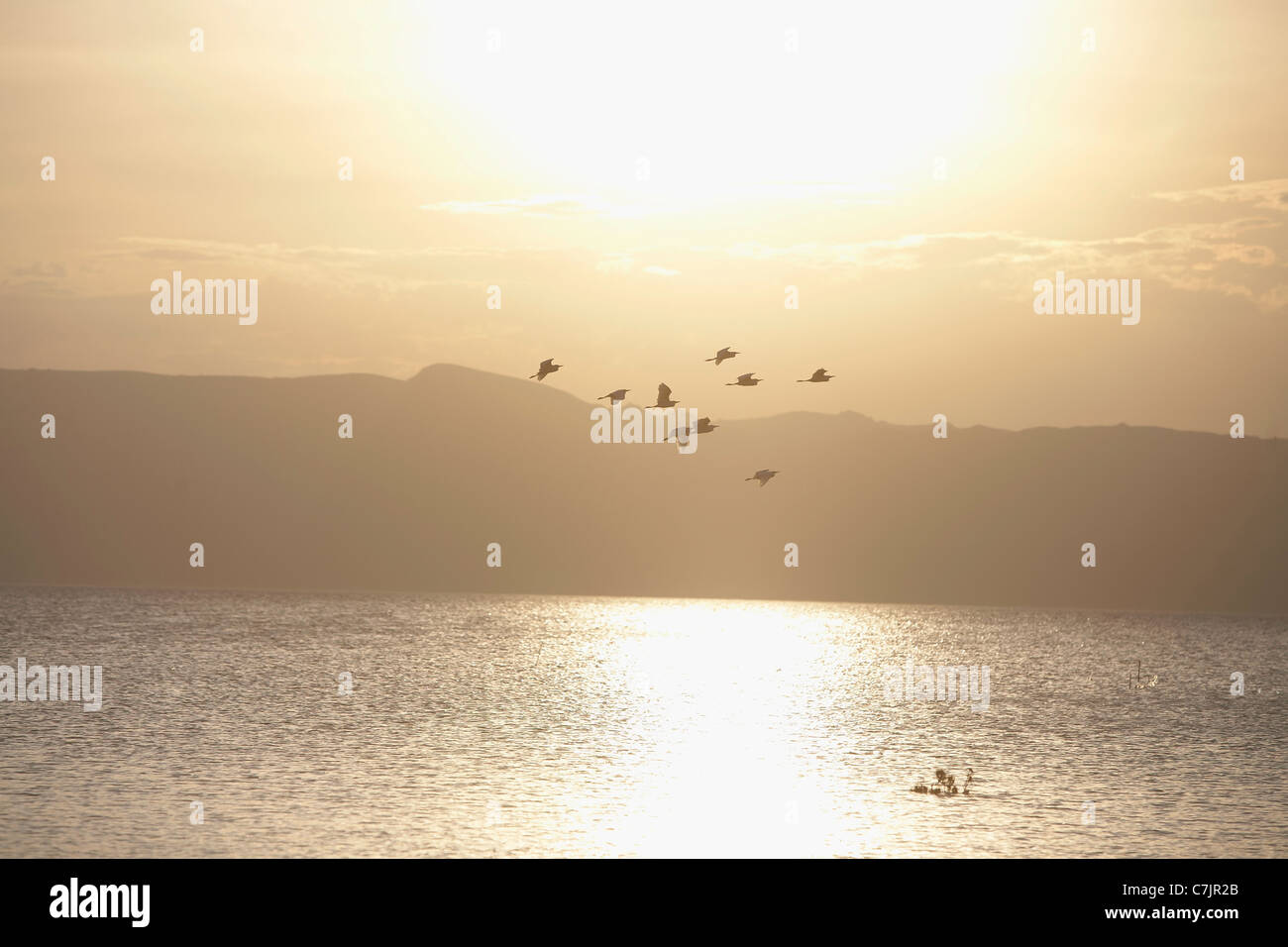 Birds flying over lake Stock Photo - Alamy
