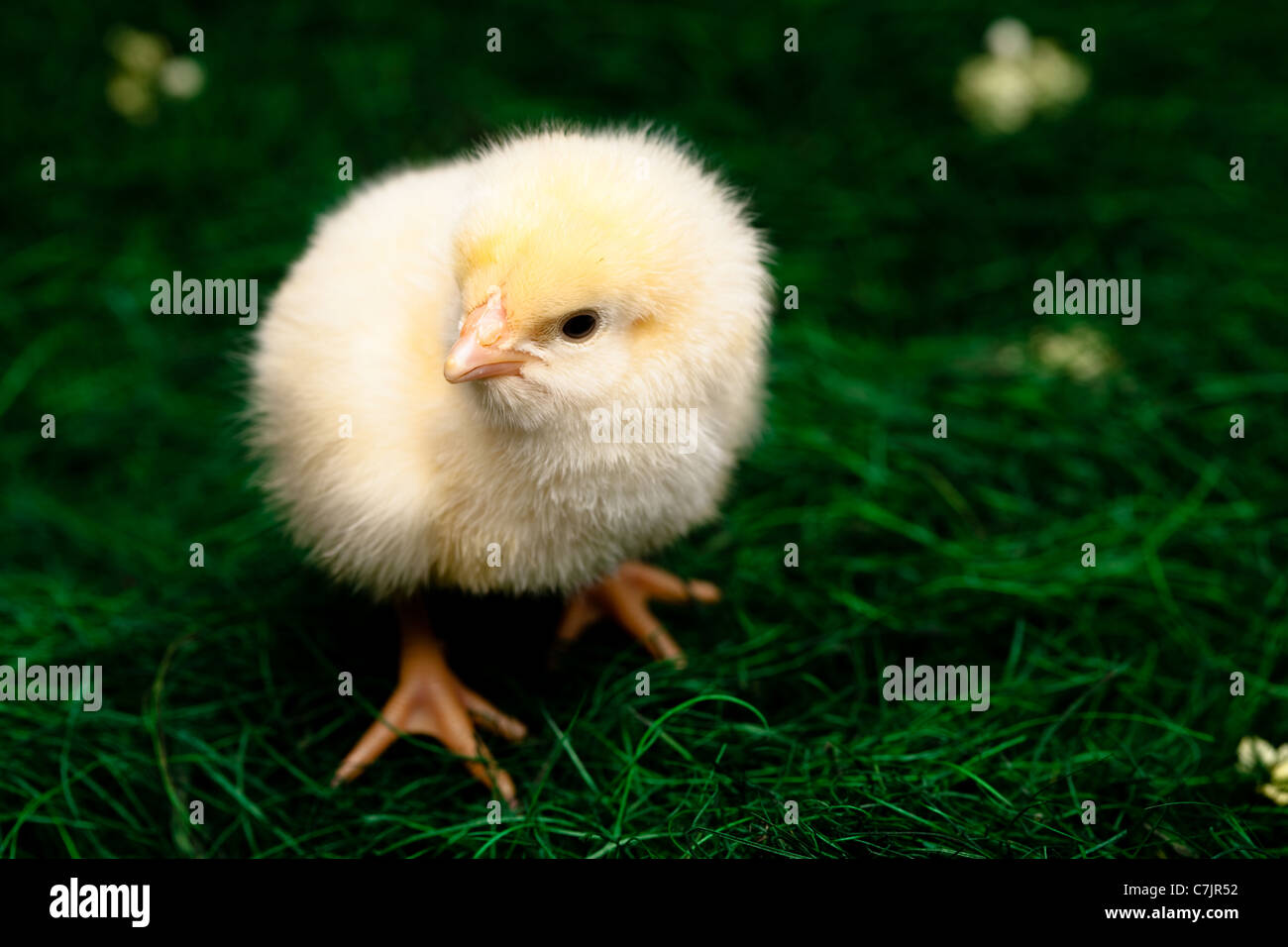Yellow Chick over grass Stock Photo - Alamy