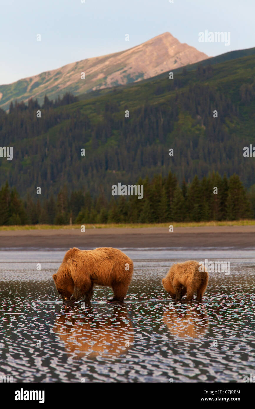 Brown / Grizzly Bear digging for clams, Lake Clark National Park ...
