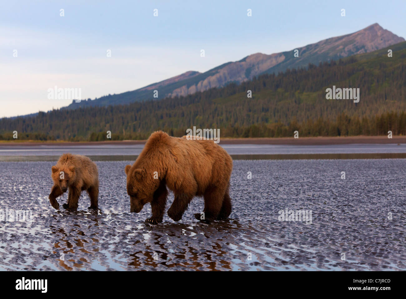 Brown / Grizzly Bear digging for clams, Lake Clark National Park ...