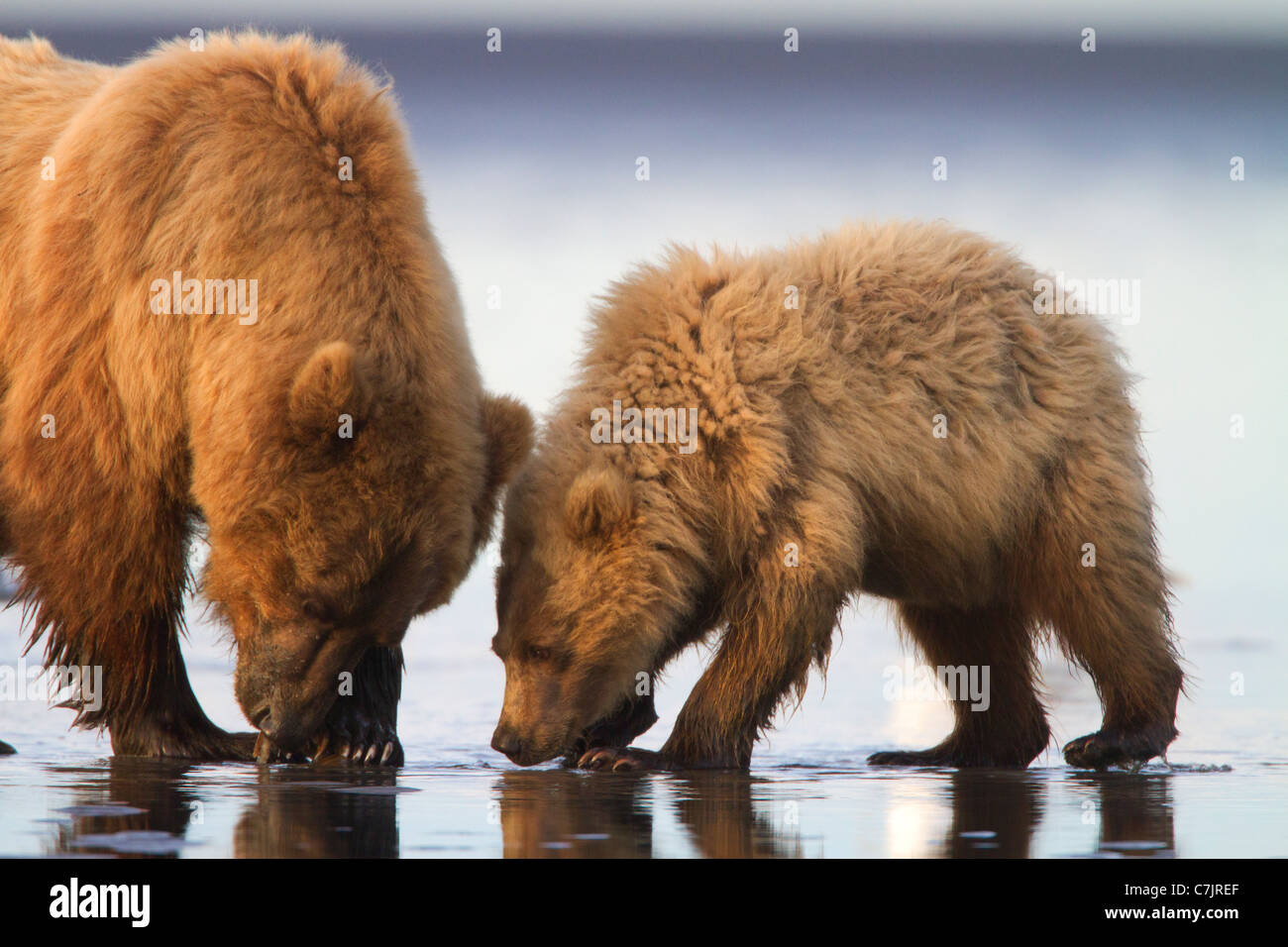 Brown / Grizzly Bear digging for clams, Lake Clark National Park ...