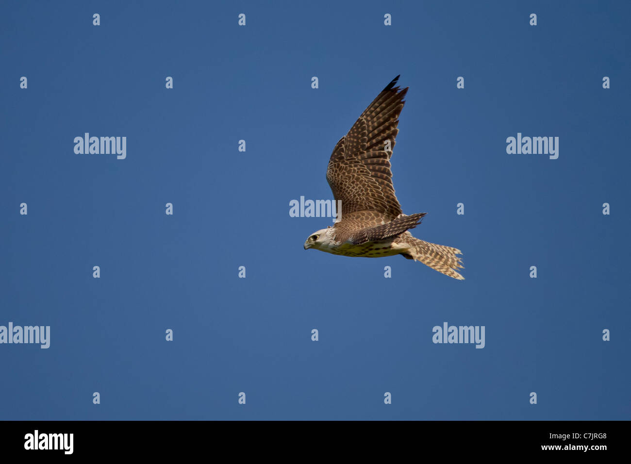 Sakerfalke hi-res stock photography and images - Alamy