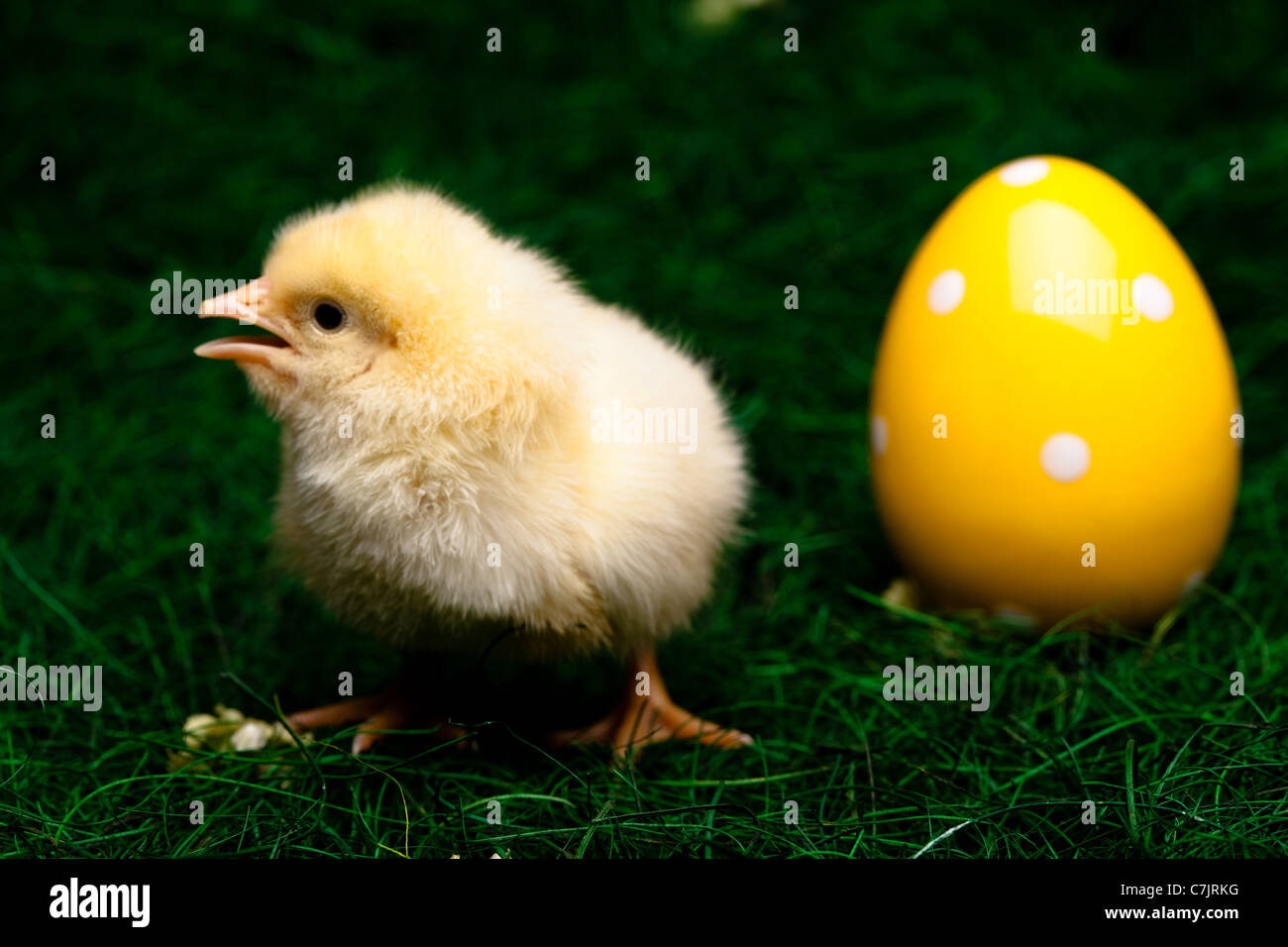Yellow Chick over grass Stock Photo - Alamy