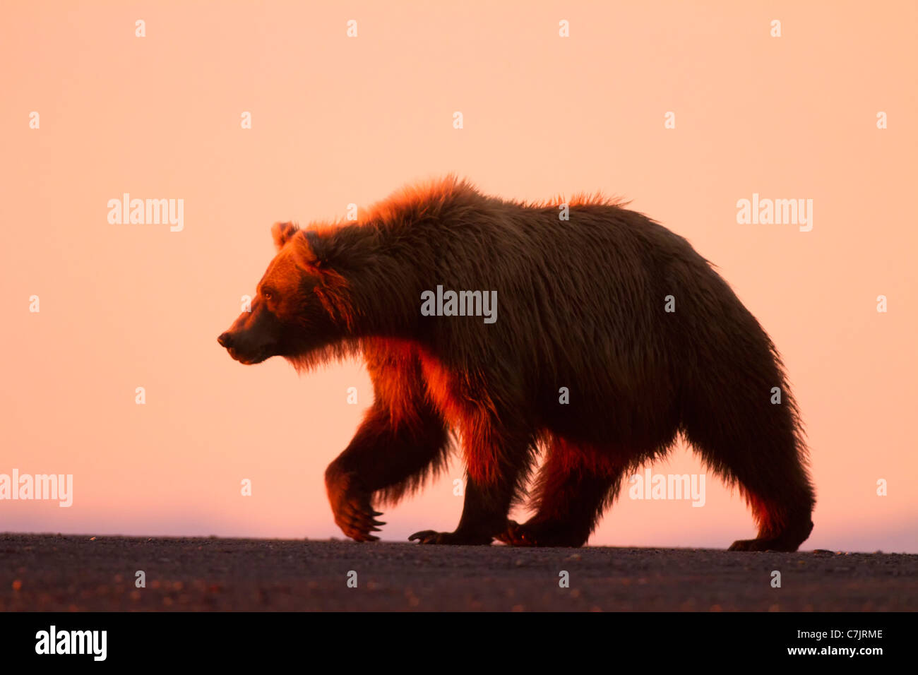 Brown / Grizzly Bear, Lake Clark National Park, Alaska Stock Photo - Alamy