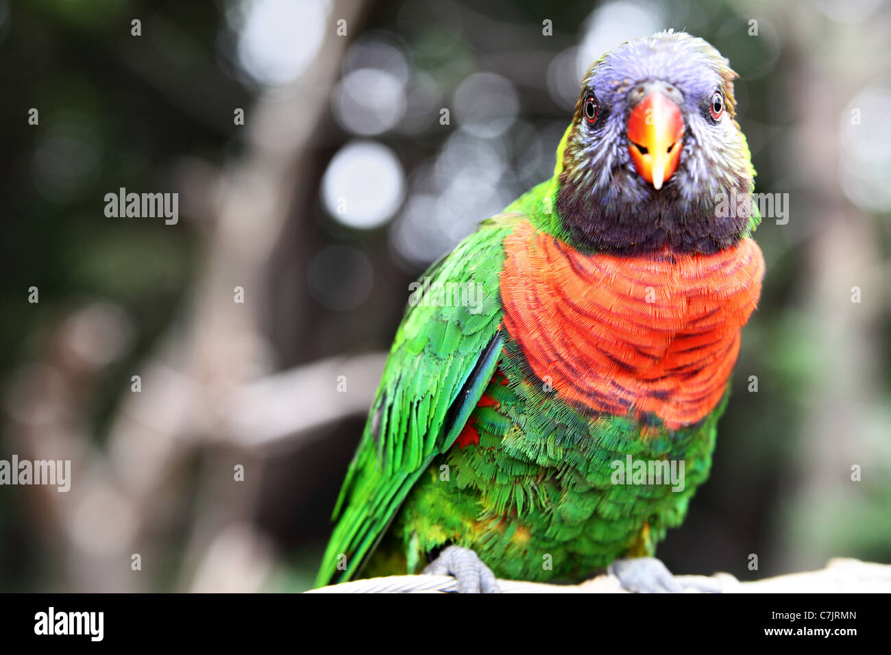 Small colorful bird hi-res stock photography and images - Alamy