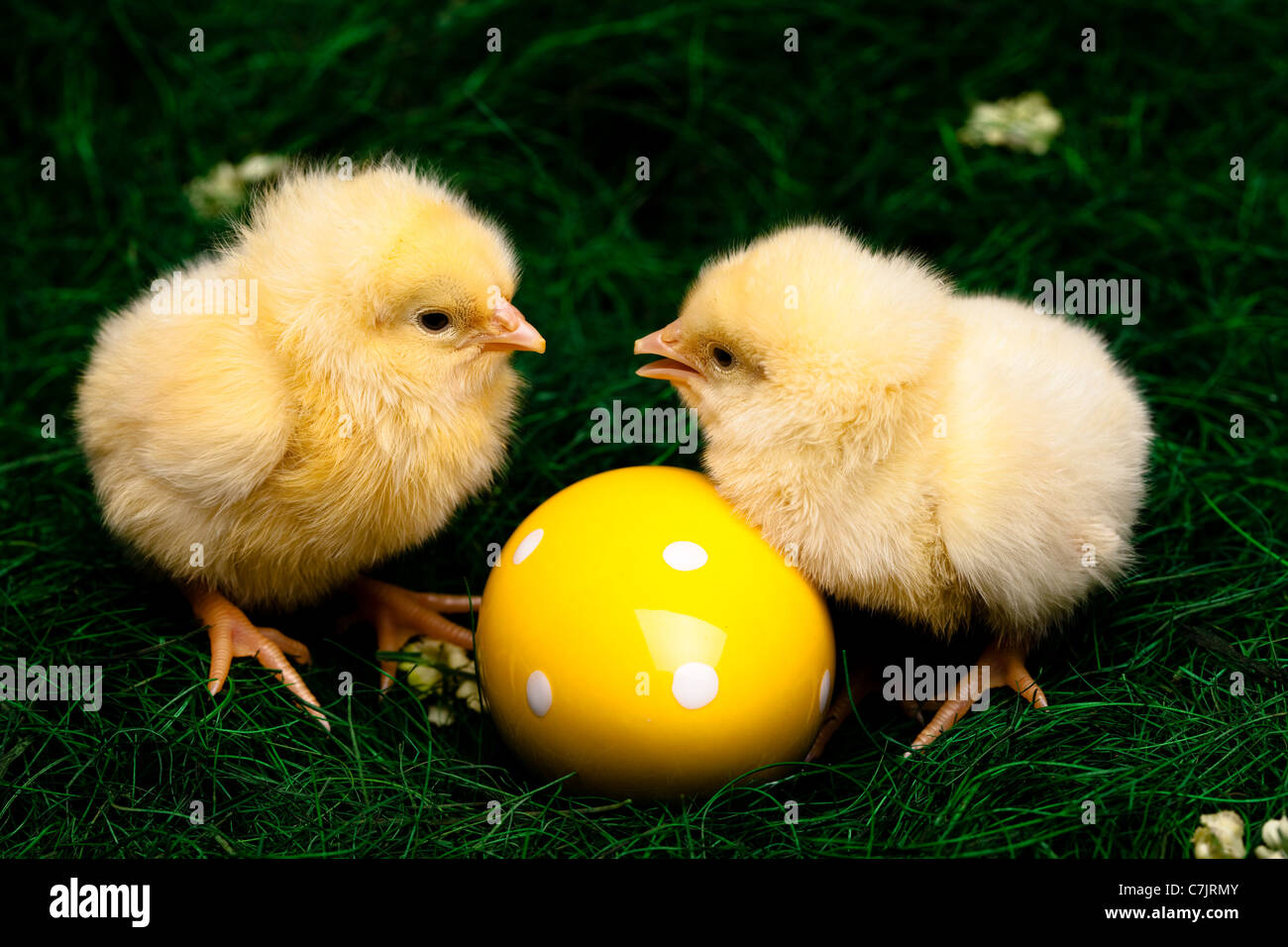 Yellow Chick over grass Stock Photo - Alamy