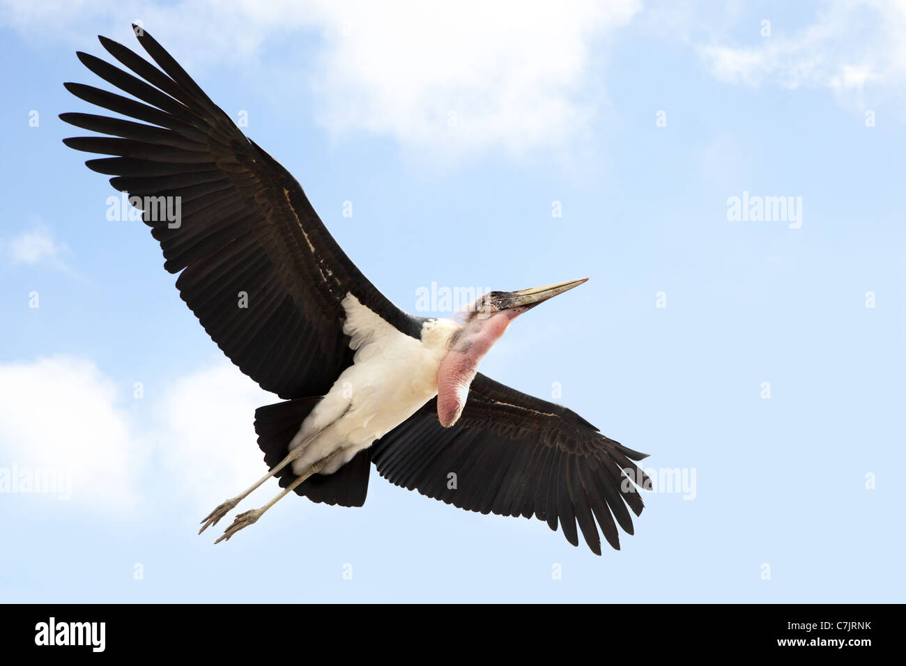 Marabou hi-res stock photography and images - Alamy