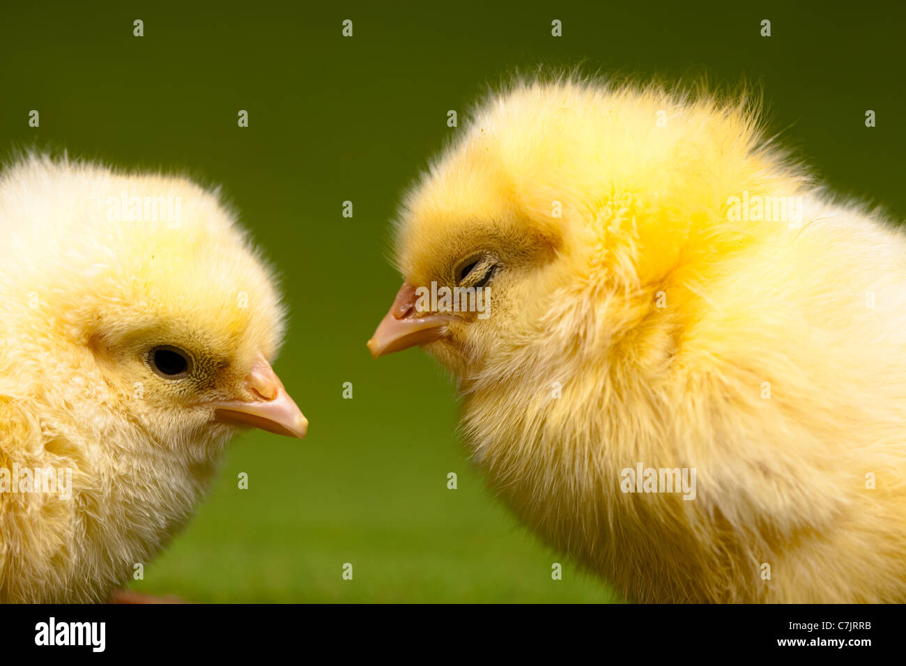 Yellow Chick over grass Stock Photo - Alamy