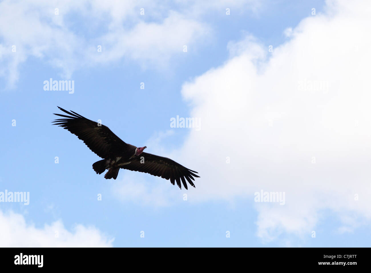 Condor flying against background of the blue sky Stock Photo - Alamy
