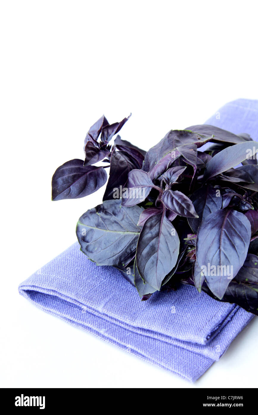 red purple basil spice leaf on white background Stock Photo - Alamy